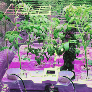 Personal Food Computer